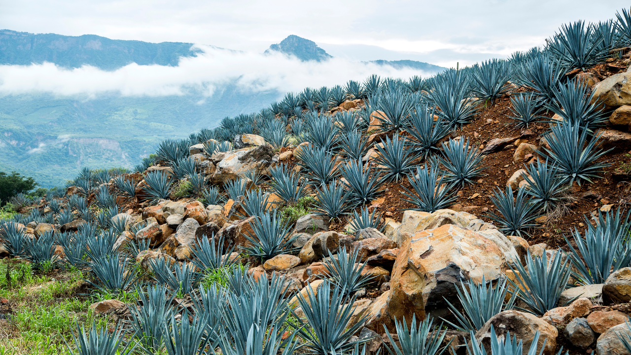 10 Reasons to Consider MEXICO for your Move Abroad – The Yarbros